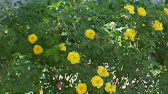 Желтый шиповник