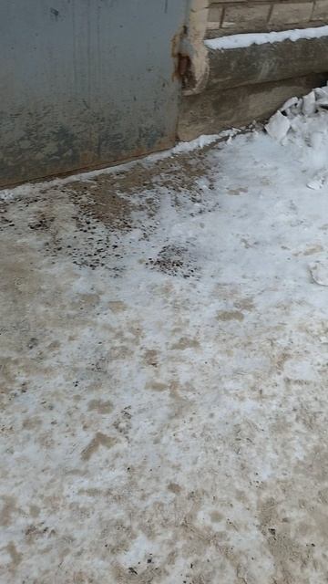 №1251 Двор Г. Звезда 73-Красноармейская 52 31 декабря 2025 г., 14:59:11 VID_20251231_145650231