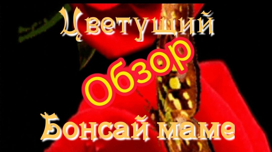 Цветёт Бонсай Маме