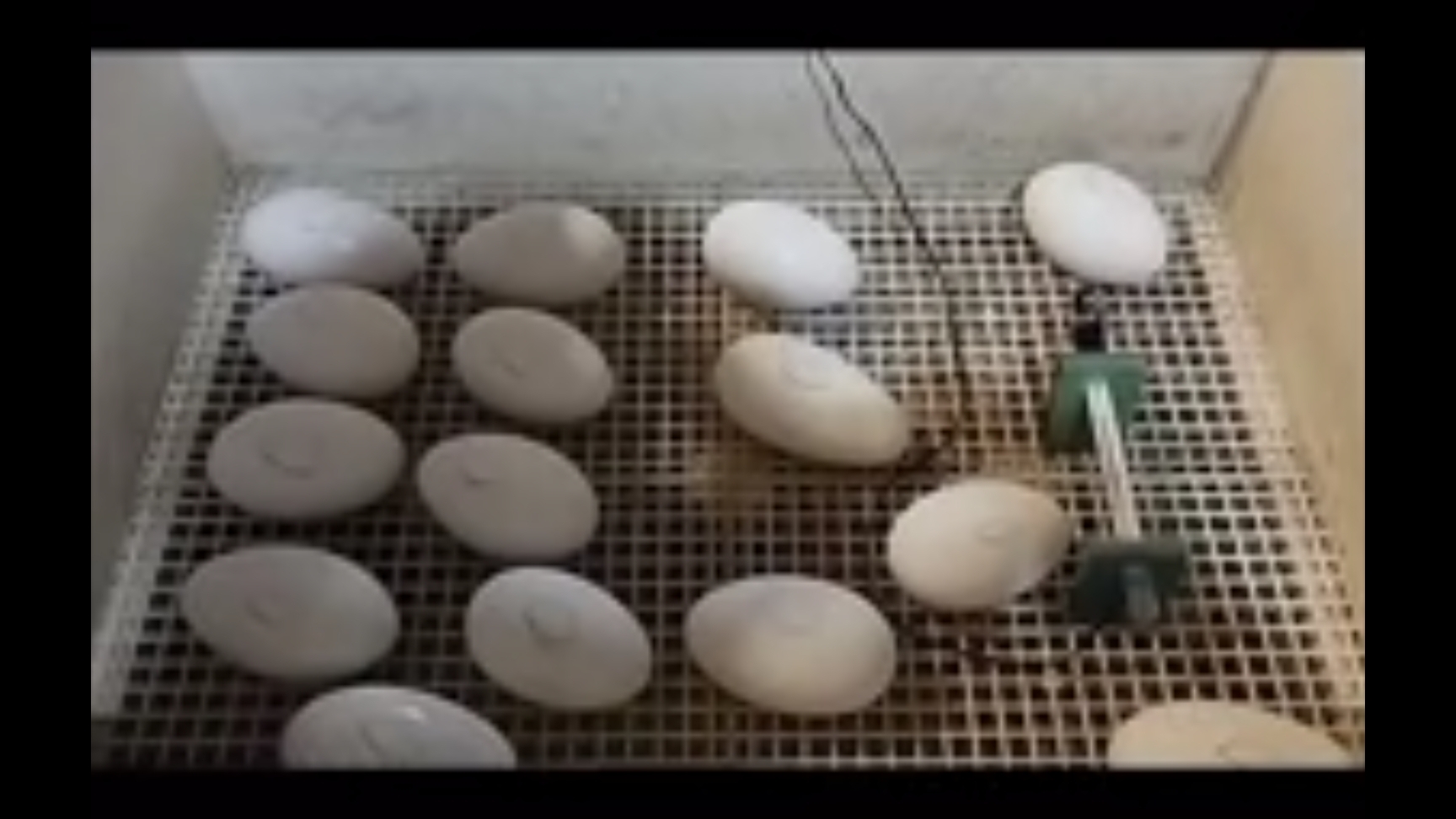 Инкубация гусиных яиц в 2025 году. Первый наш опыт. (первая инкубация)