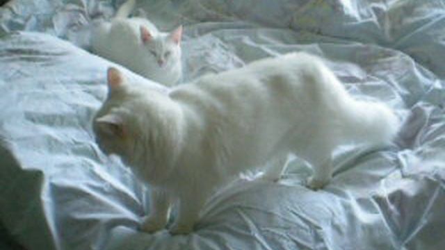 Киски Февраль 2016