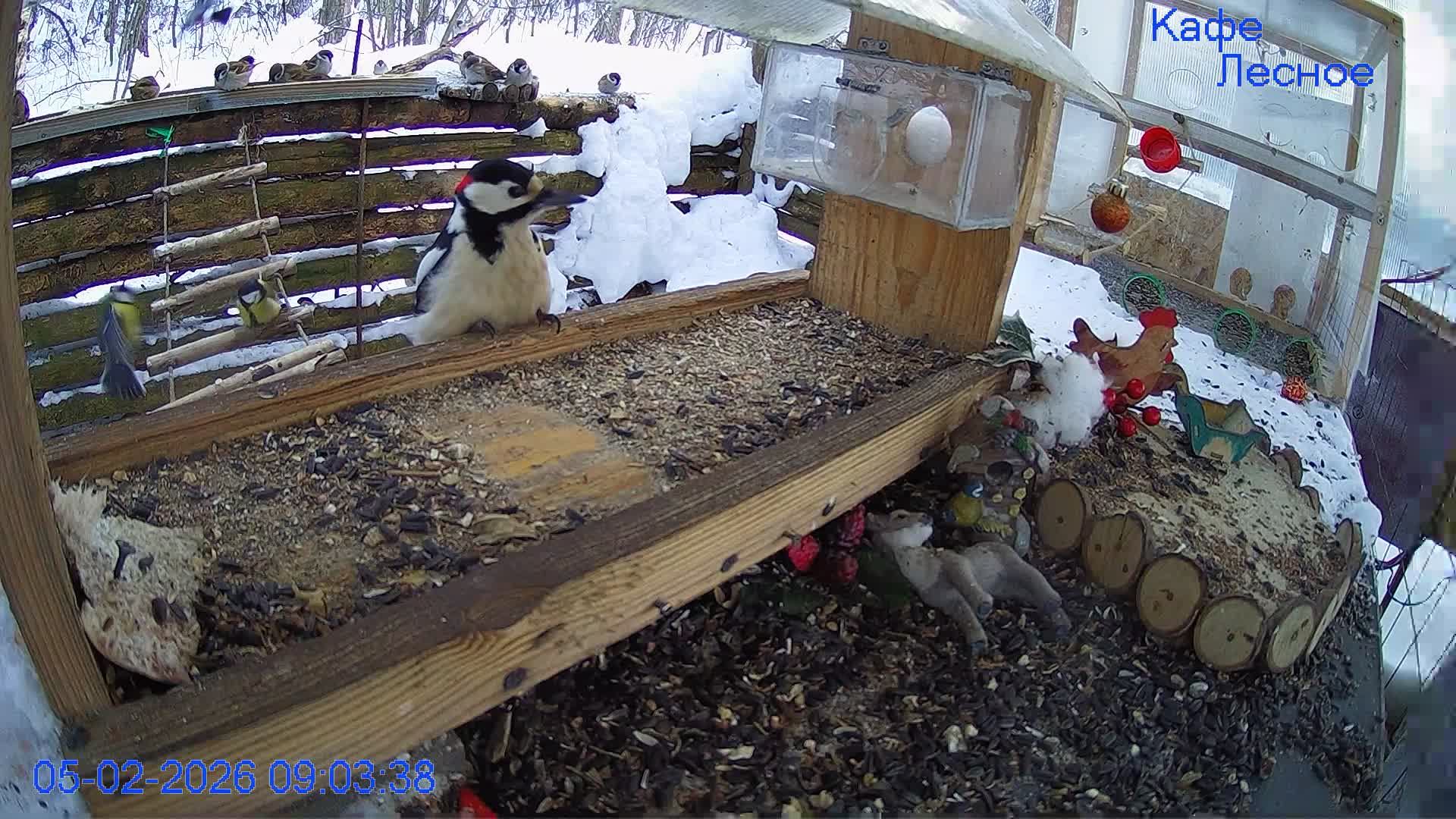 🔴 24 LIVE Главная Кормушка