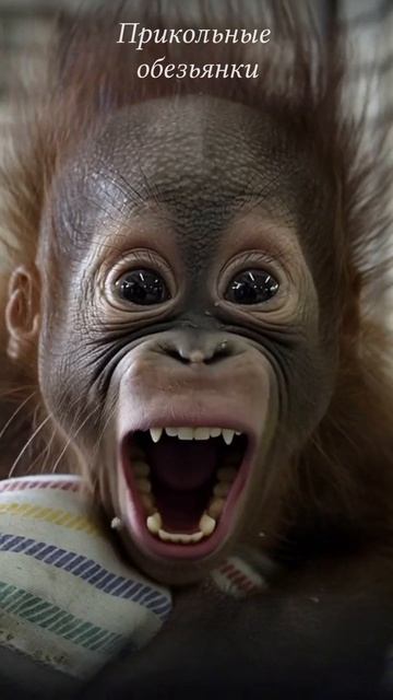 Прикольные  обезьяны 2. #shorts