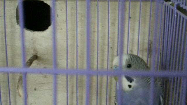 Фиолетовый самец