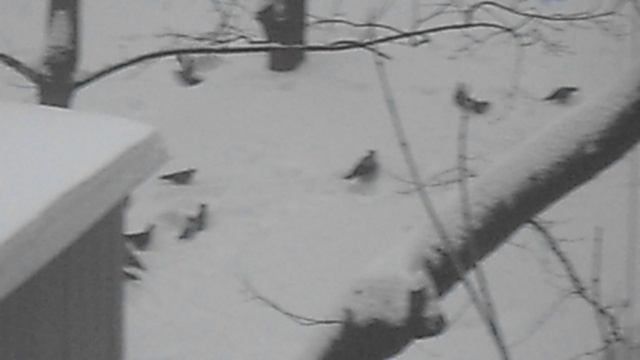 Серые вороны и голуби на снегу. Серо-черное и сизое на белом. DSCN7317