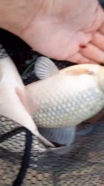 Карасиный дуплет!