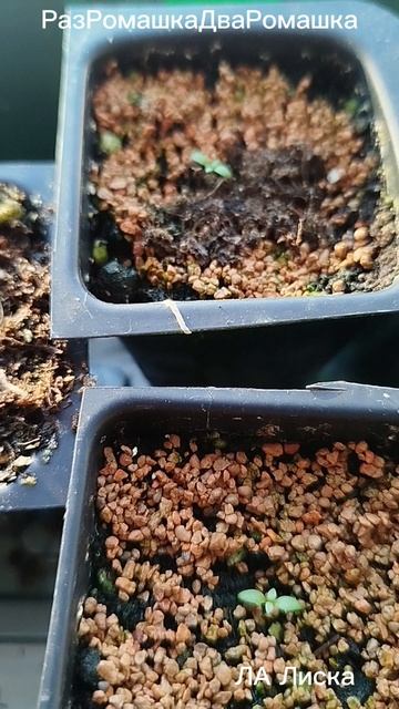 5.02.26 ВИДЮШКИ ЗА МОИ РАСТЮШКИ
Эустома настоящие листочки#shorts