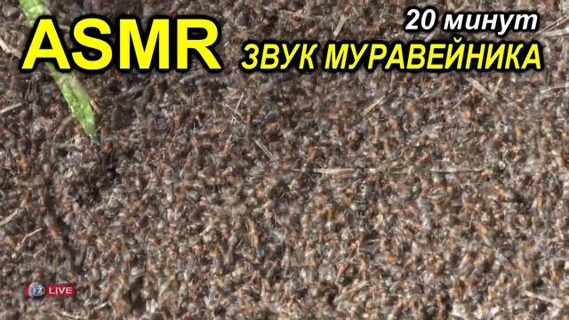 ASMR ДЛЯ СНА ЗВУК МУРАВЕЙНИКА 20 минут