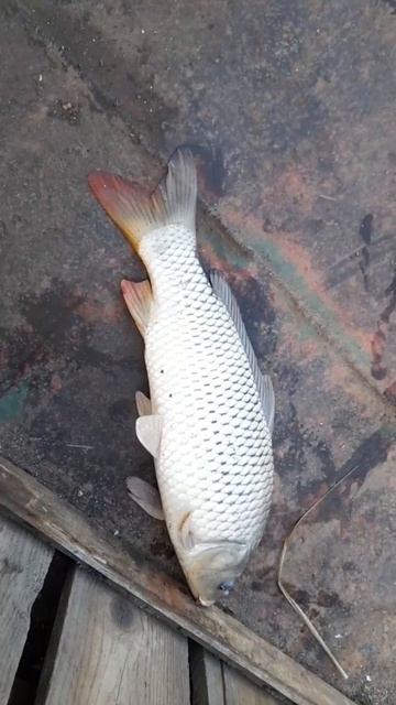 Махмуд сказал:-полтора!