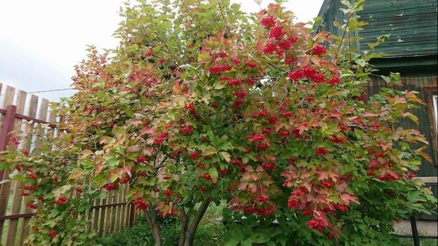 = Ягодка калина = песня на стихи Николая Прокофьевича Богданова, работа над генерацией С. Данилов.