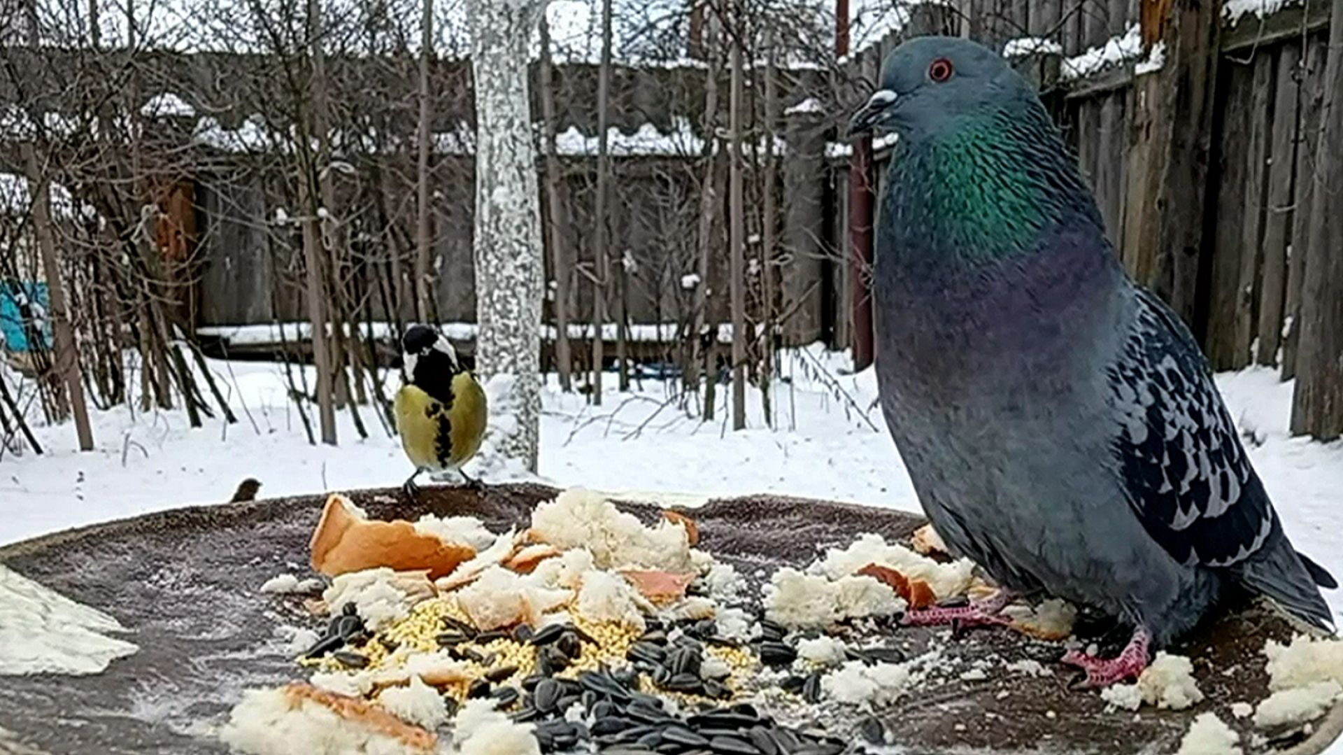 На кормушку прилетели Большаки, Воробьи, Голуби, Сойки и Лазоревки