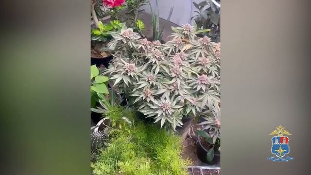 В Прохладном задержан наркосбытчик, организовавший подпольное производство марихуаны