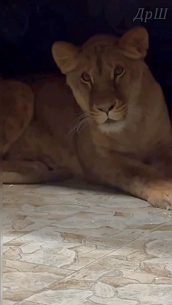 Где же ты любимый мой?  Царь Шерхан к всрече Киары готов!