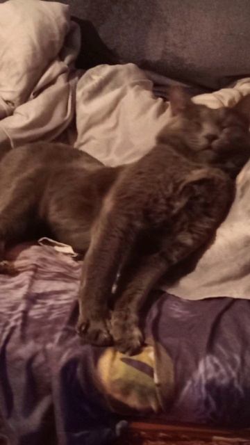 Потягушки кота Атоса #shorts #котатос #животные #милота #атос