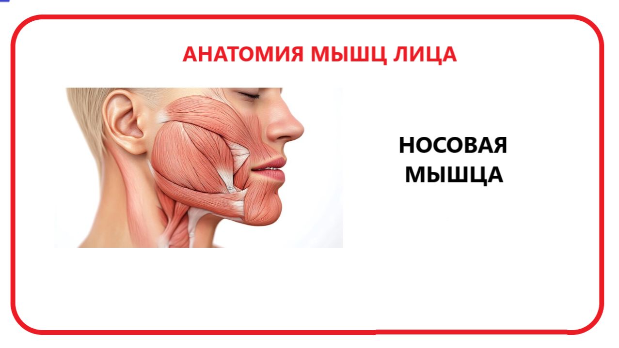 Носовая мышца