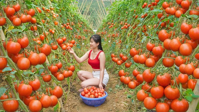 Урожай крупных сочных зимних помидоров несу на продажу на рынок.   Готовлю ужин. Нхат