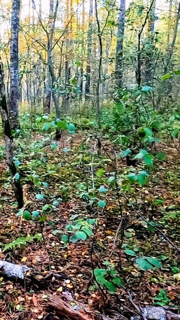 Нашёл место с находками