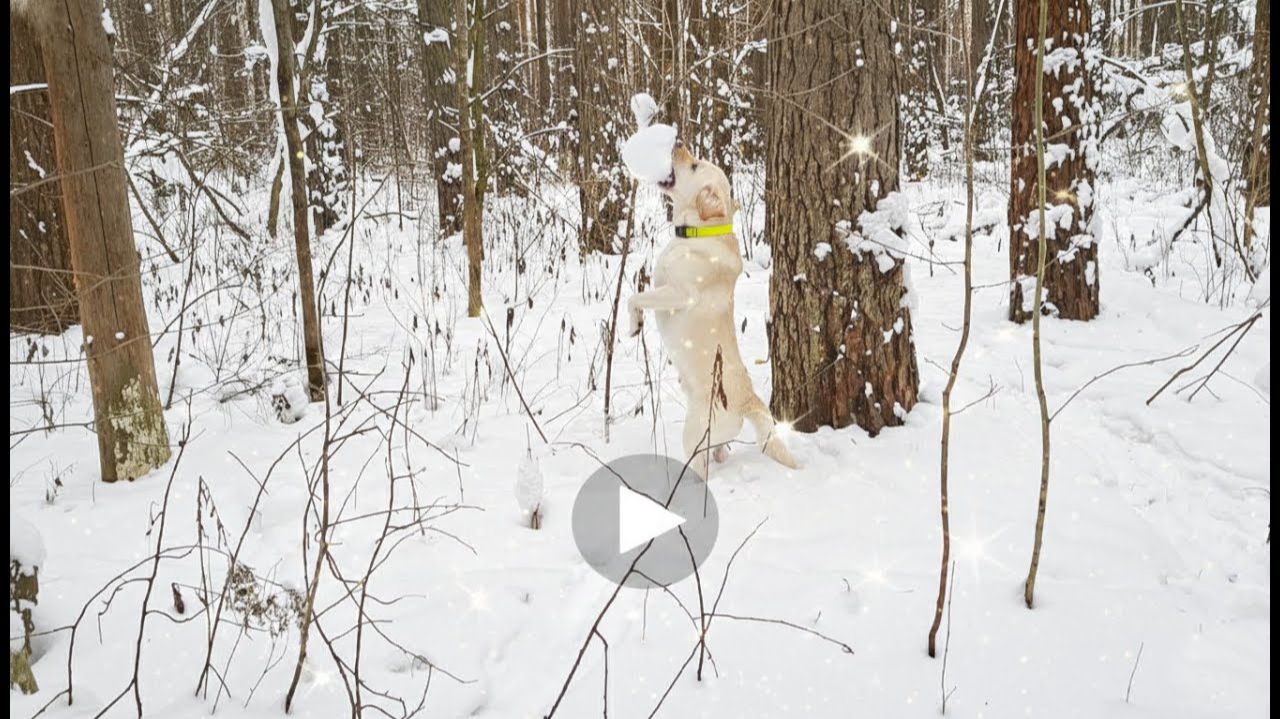 Юго-Западный лесопарк. Возвращение Симбы. Год спустя 🌲🐾