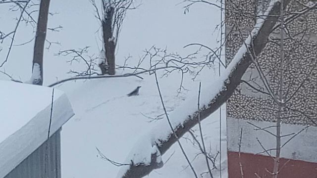 Ворона в снегу. Ее что-то испугало. VID_20260202_110640