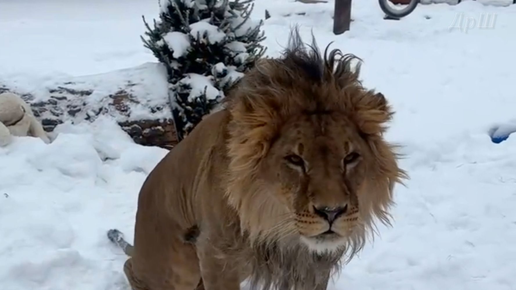 Лохматый кот. Стихи о Шерхане