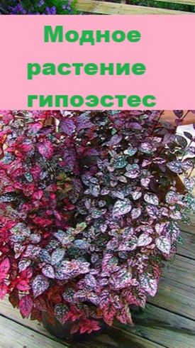 Что такое гипоэстес и почему он может заменить колеус на клумбе?