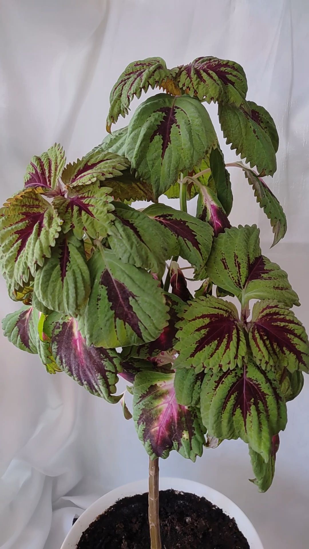 Колеус на штамбе "Кинг Конг"