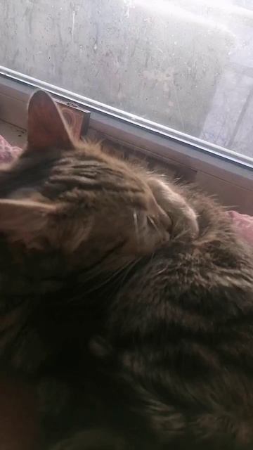 КОШКА-КОФЕ-ЧАЙ )  video_2026-02-05