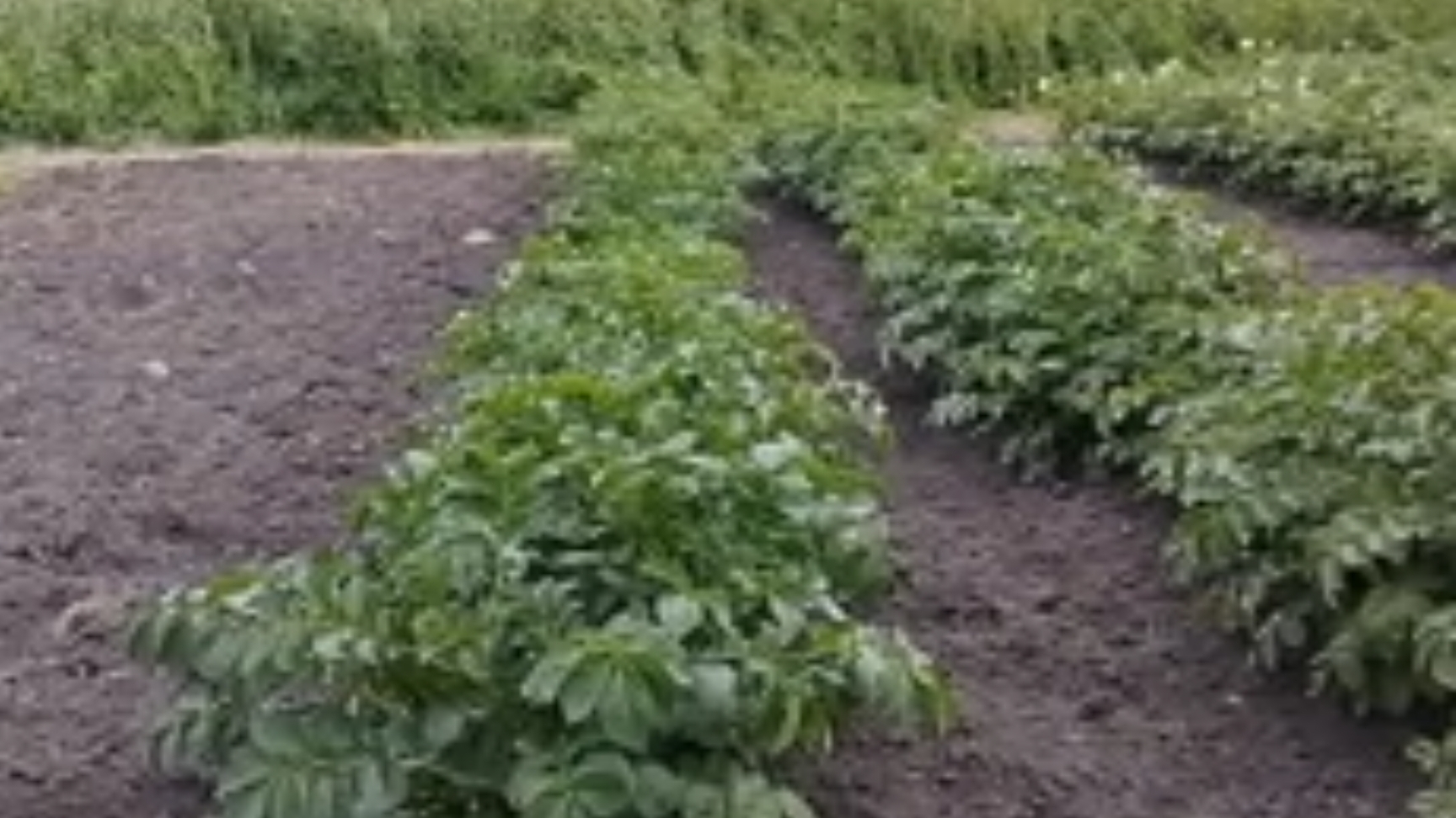 ОБЗОР. сильная ботва картофеля, признак хорошего урожая 28.06.2025 .