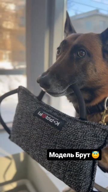 Модель Брут