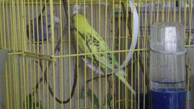 Желтый и фиолетовая