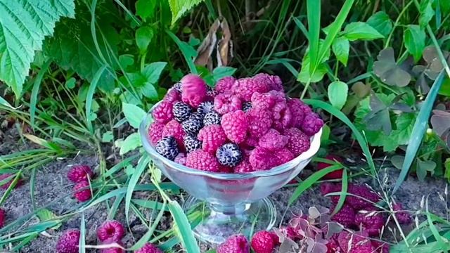 Ягода-малина // Музыкальная палитра // Надежда Шишкина