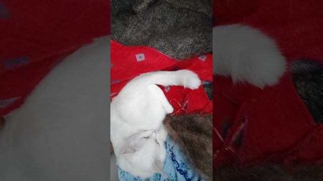 14.01.23. Белянка на груди