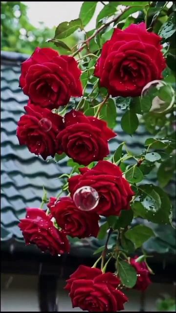 #видео #рекомендации #топ #врек #реки #katyboro