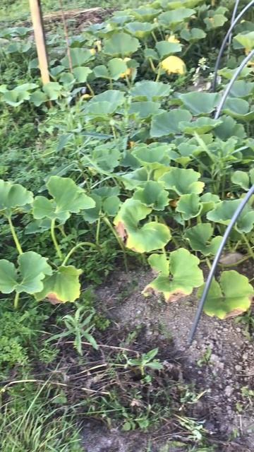 Ленинградская область. Хвойное. 10.08.2024. Дача. Урожай тыквы