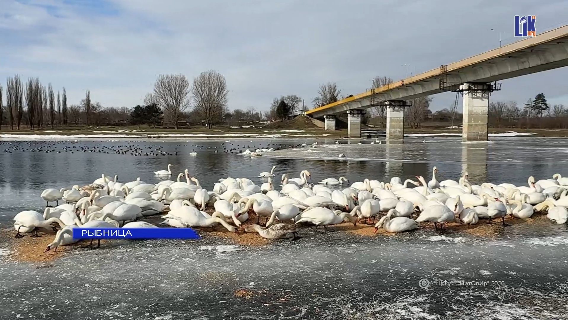 Лебеди на Днестре