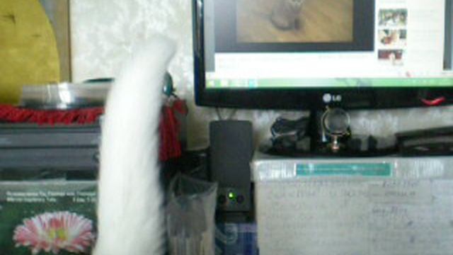 15.05.15. Беляночка и кот из инета)))