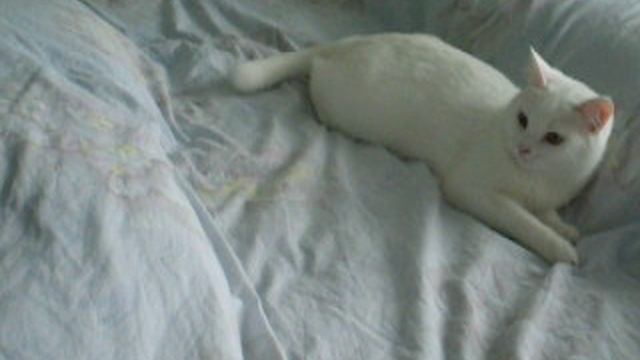 Киски на кровати январь 2016