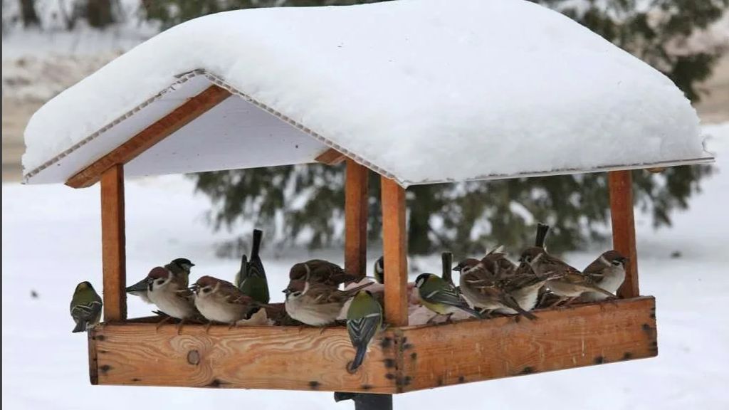 Кормление птичек.