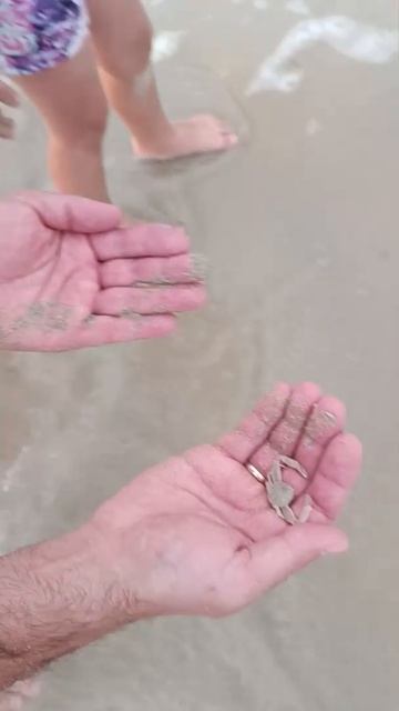 Маленький крабик исчезает в песке 🦀