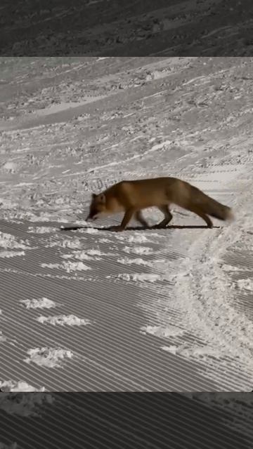 Лиса пришла к людям на Красной Поляне