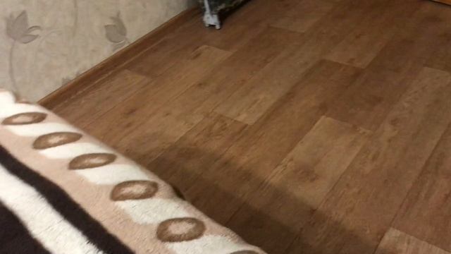 КОТЁНОК МУРЫШ В КАДРЕ | эксперимент снят!