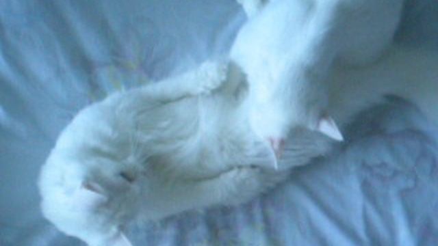 2.06.17. Игры ангорок.