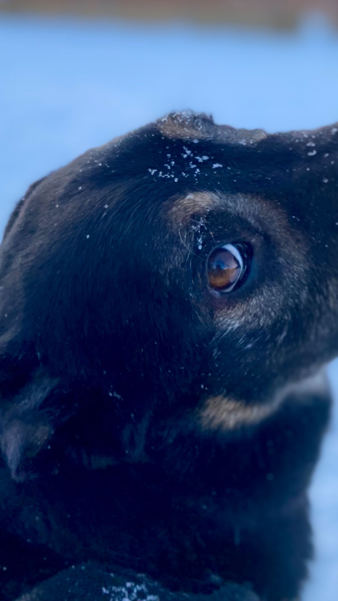 "Князь от одиночества" ❥ Приют в Малинках #приютдляживотных