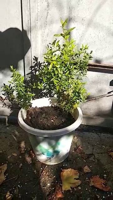 Гранат комнатный. Осень 2025 - видео для клиента.