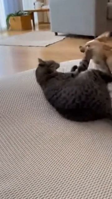 Любовь и ненависть 🐱🐶