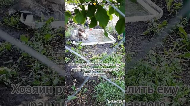 Животные.Сборник интересных моментов из жизни животных.Фильм8.Серия3