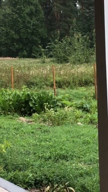 Ленобласть. Хвойное. 10.08.2024. Дача, ливень и стая дроздов на дачном участке что то ищет