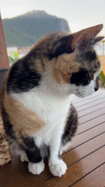 Алания Occo beach