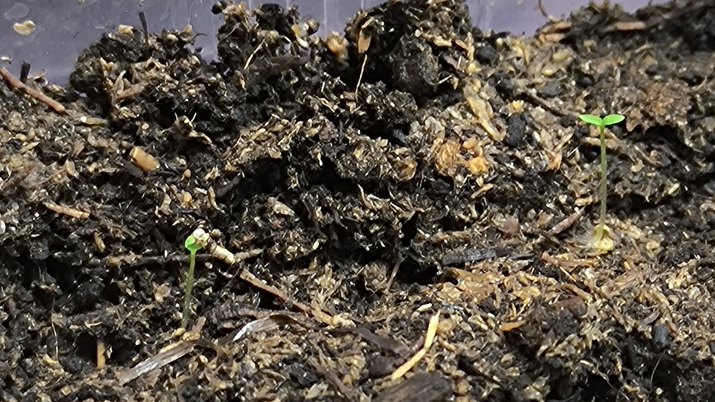 Петунии уже проросли. Просто о жизни 5.02.2026