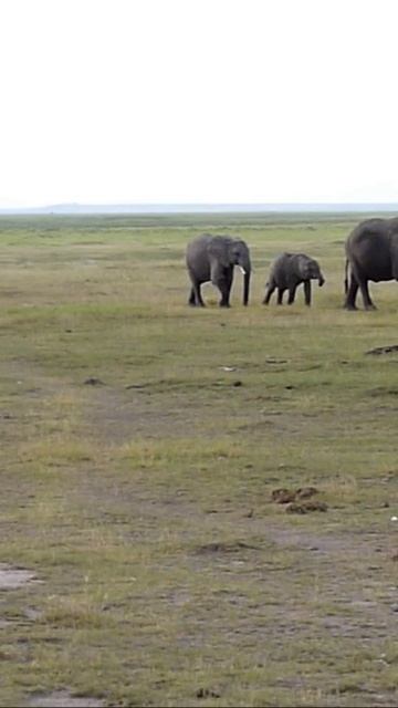 Тьма слонов